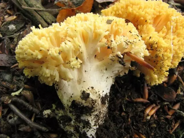 Horny samasama (Ramaria samasama): o fea na ola ai, o le a le foliga, e mafai ona 'ai, tofo 6886_3