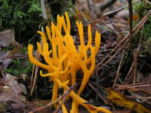 Geil geel (Ramaria geel): waar het groeit, hoe het eruit ziet, is het mogelijk om het te eten, te proeven? 6886_4