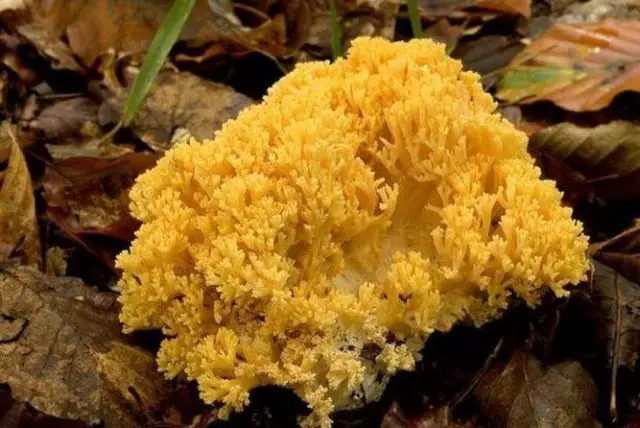 Horny yellow (Ramaria yellow): where it grows, what it looks like, is it possible to eat it, taste 6886_6