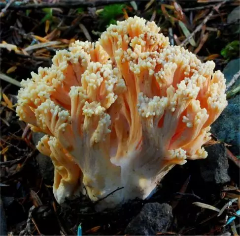 Horny yellow (Ramaria yellow): where it grows, what it looks like, is it possible to eat it, taste 6886_7