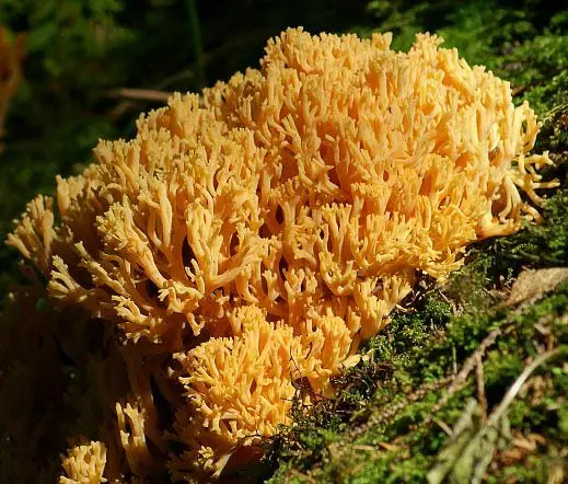 Amarelo tesão (amarelo ramaria): onde cresce, como fica, dá para comer, provar 6886_8