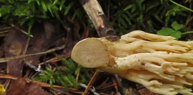 Horny yellow (Ramaria yellow): where it grows, what it looks like, is it possible to eat it, taste 6886_9