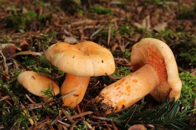 Falske paddestoelen: foto, hoe te ûnderskieden hoe se der útsjen, beskriuwing 6896_15