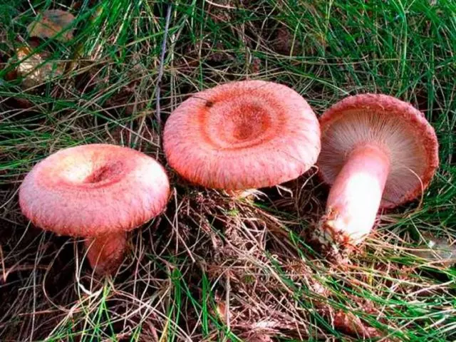 Falske paddestoelen: foto, hoe te ûnderskieden hoe se der útsjen, beskriuwing 6896_2