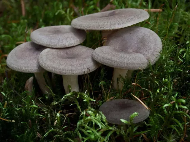 Falske paddestoelen: foto, hoe te ûnderskieden hoe se der útsjen, beskriuwing 6896_3