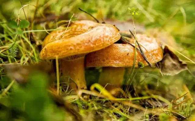 Melemo ea likepisi tsa lebese tsa safrone: sebopeho sa li-mushroom, thepa ea bohlokoa le li-contraindications 6908_2