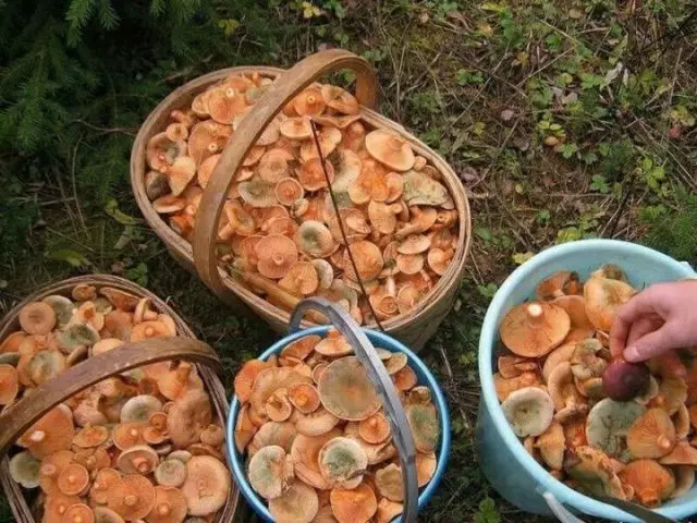 De foardielen fan saffraanmolkekappen: de gearstalling fan paddestoelen, nuttige eigenskippen en kontraindiken 6908_6