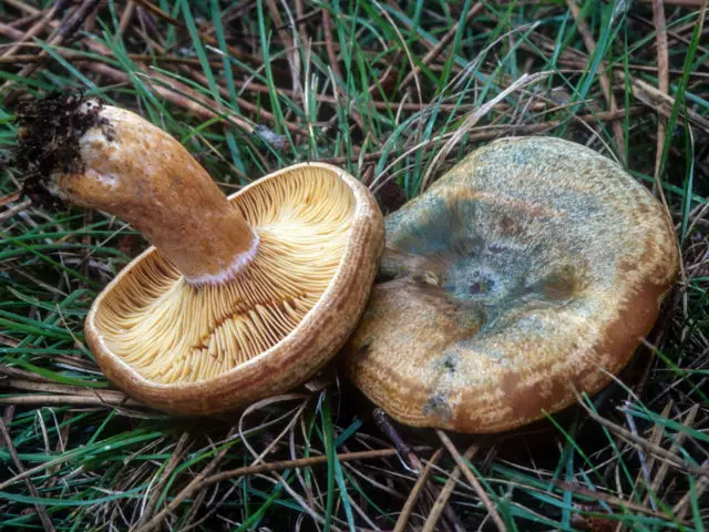 Cendawan Camelina: foto dan keterangan, mengapa mereka menyebutnya seperti itu, varieti 6912_10