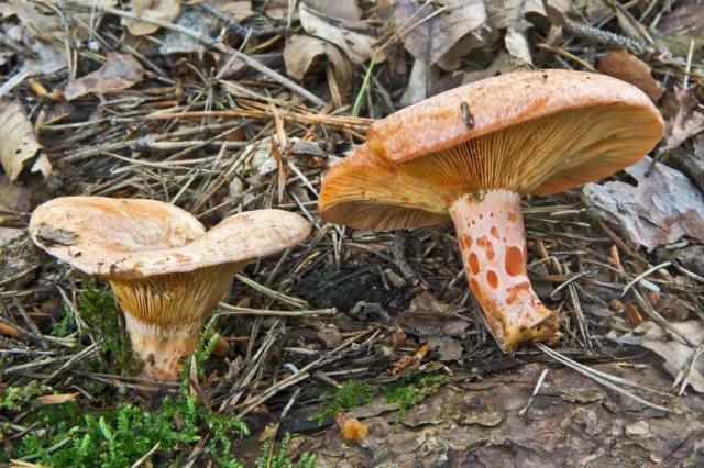 Cendawan Camelina: foto dan keterangan, mengapa mereka menyebutnya seperti itu, varieti 6912_8