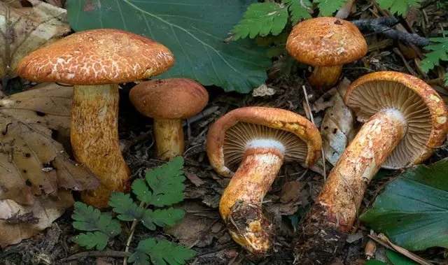 공작 웹캡(Cortinarius pavonius): 어떻게 생겼는지, 어디서 어떻게 자라는지, 식용 여부 6933_1