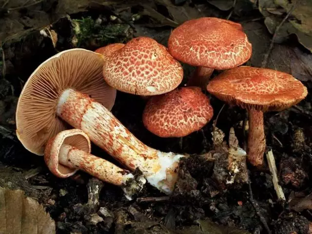 공작 웹캡(Cortinarius pavonius): 어떻게 생겼는지, 어디서 어떻게 자라는지, 식용 여부 6933_2