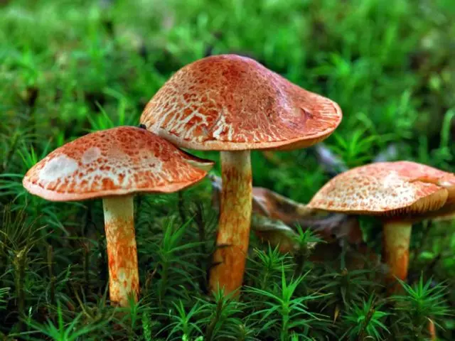 Webcap di pavone (Cortinarius pavonius): che aspetto ha, dove e come cresce, commestibile o no 6933_3