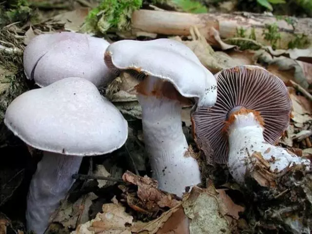 Peacock webcap (Cortinarius pavonius)၊ ဘယ်ပုံ၊ ဘယ်နေရာမှာဘယ်လိုကြီးထွားလာ၊ စားနိုင်၊ မရ၊ 6933_4