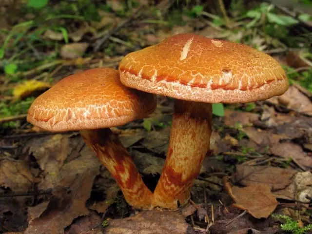 Merak webcap (Cortinarius pavonius): kumaha rupana, dimana sareng kumaha cara na tumuh, didahar atanapi henteu 6933_5