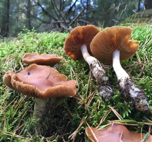 공작 웹캡(Cortinarius pavonius): 어떻게 생겼는지, 어디서 어떻게 자라는지, 식용 여부 6933_6