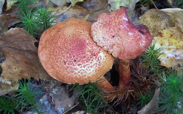 Urubuga rwumunebwe (Cortinarius bolis): uko rusa, aho nuburyo rukura, biribwa cyangwa bitaribyo 6934_3