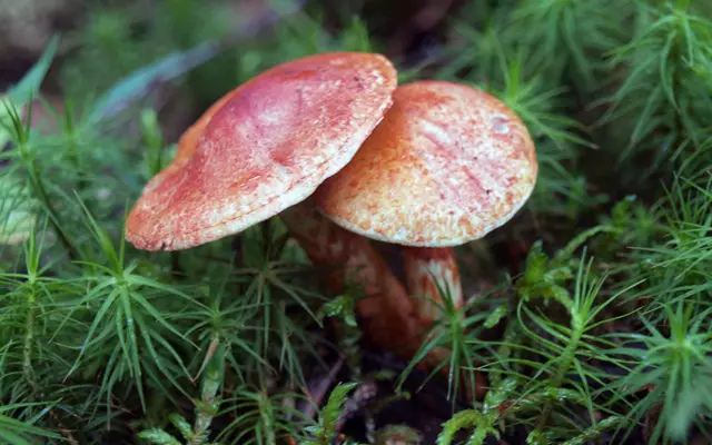 Ялкау веб-капка (Cortinarius bolis): ул нинди, кайда һәм ничек үсә, ашарга яки юк 6934_4