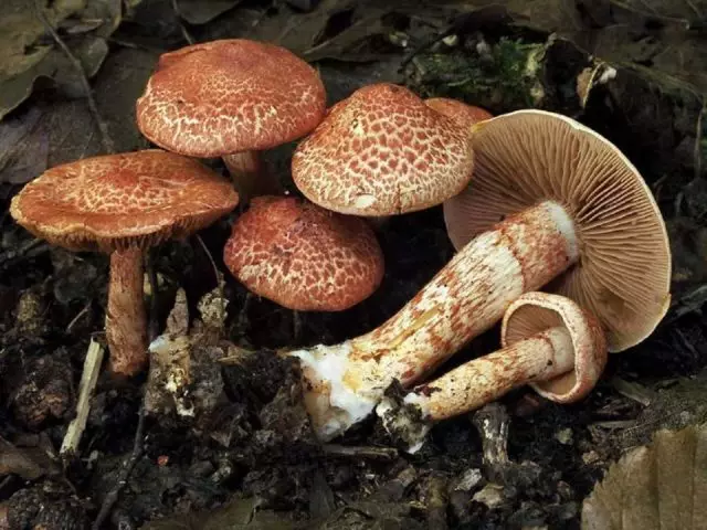 Webcap kamo (Cortinarius bolaris) kamo: izay toa azy, aiza ary ahoana ny fitomboany, azo hanina na tsia 6934_5