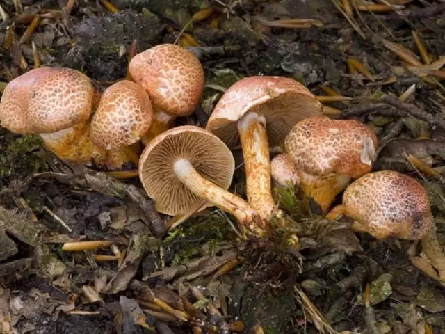 Urubuga rwumunebwe (Cortinarius bolis): uko rusa, aho nuburyo rukura, biribwa cyangwa bitaribyo 6934_7