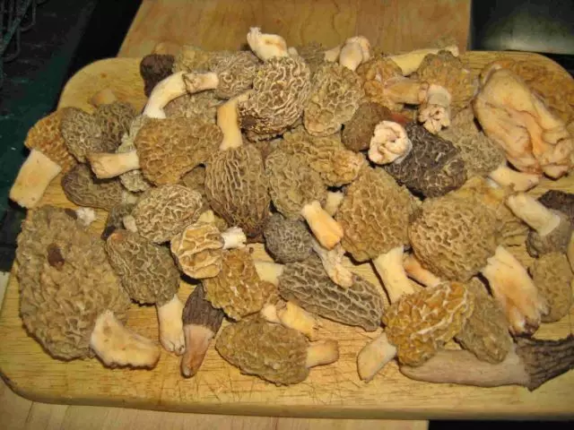 Edible morel: moo e holang, nako ea ho bokella, mokhoa oa ho khetholla le ho pheha 6950_2