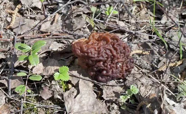 Edible morel: moo e holang, nako ea ho bokella, mokhoa oa ho khetholla le ho pheha 6950_3