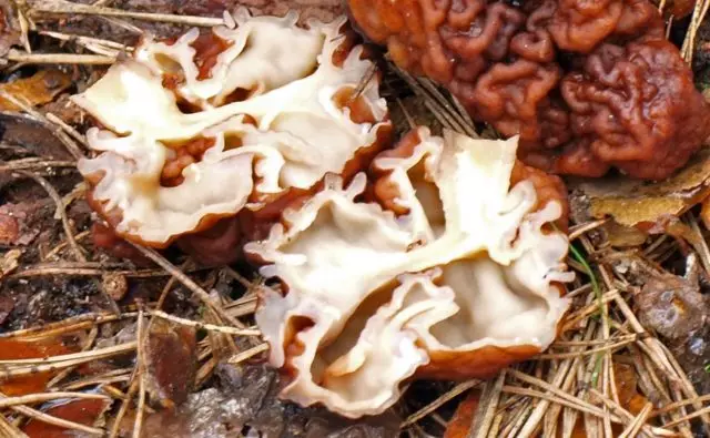 Morel comestible: dónde crece, cuándo recolectar, cómo distinguir y cocinar 6950_5