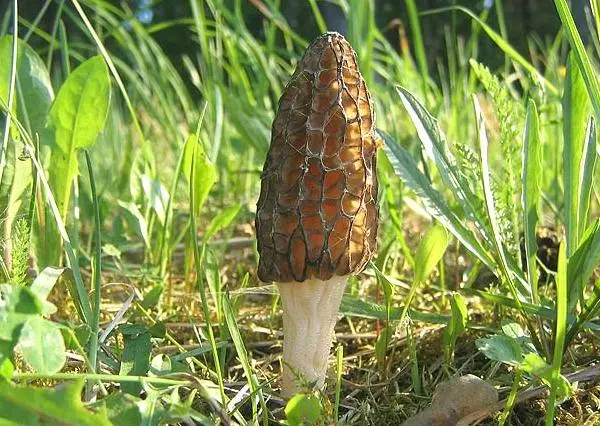 Edible morel: moo e holang, nako ea ho bokella, mokhoa oa ho khetholla le ho pheha 6950_6