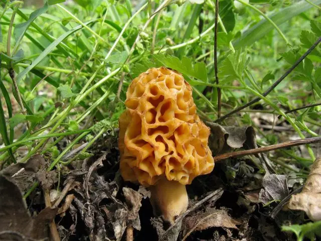 Edible morel: moo e holang, nako ea ho bokella, mokhoa oa ho khetholla le ho pheha 6950_7