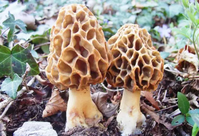 Edible morel: moo e holang, nako ea ho bokella, mokhoa oa ho khetholla le ho pheha 6950_9