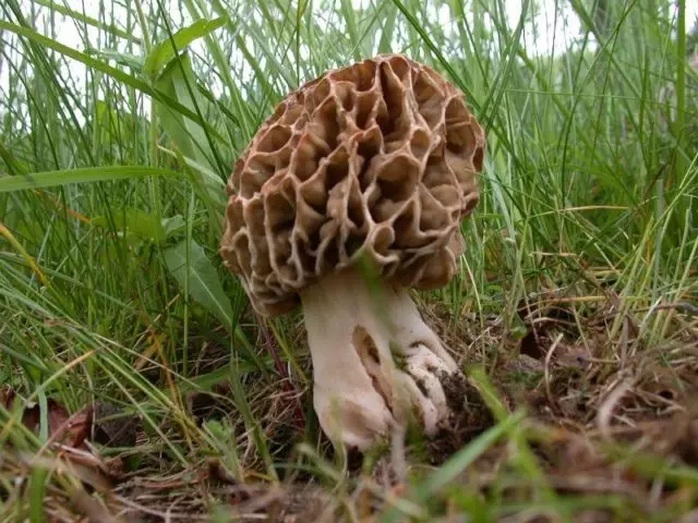 Morel gambe grosse: dove cresce, che aspetto ha, si può mangiare, falsi doppi 6954_1