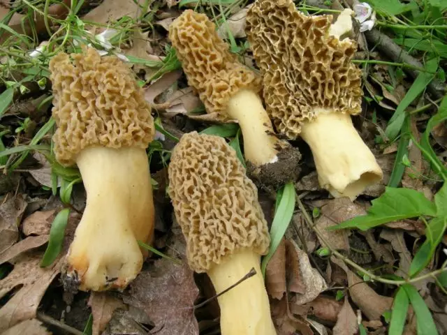 ຂາ Morel ໜາ: ບ່ອນທີ່ມັນເຕີບໃຫຍ່, ມັນຄ້າຍຄືຫຍັງ, ມັນເປັນໄປໄດ້ບໍທີ່ຈະກິນ, ສອງເທົ່າຕົວທີ່ບໍ່ຖືກຕ້ອງ 6954_2