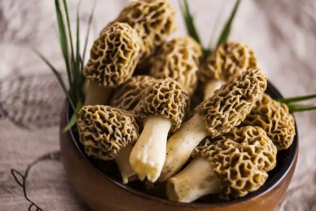 ຂາ Morel ໜາ: ບ່ອນທີ່ມັນເຕີບໃຫຍ່, ມັນຄ້າຍຄືຫຍັງ, ມັນເປັນໄປໄດ້ບໍທີ່ຈະກິນ, ສອງເທົ່າຕົວທີ່ບໍ່ຖືກຕ້ອງ 6954_4