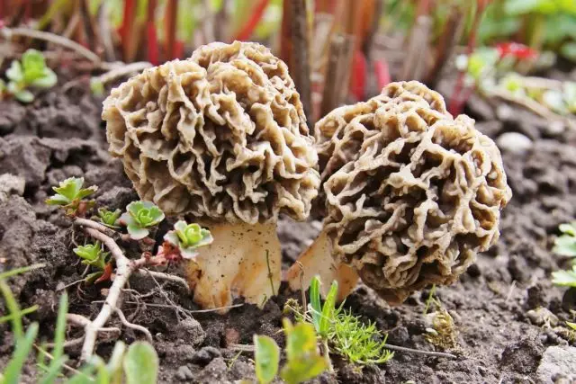 Morel gambe grosse: dove cresce, che aspetto ha, si può mangiare, falsi doppi 6954_6