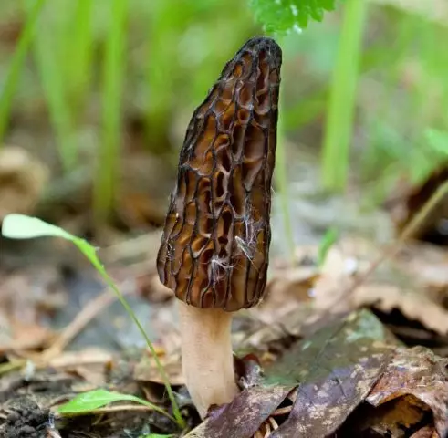 Cogumelos Morel: fotos, sua aparência, onde crescem, quando coletar, envenenamento 6956_1