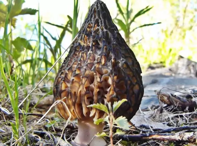 Cogumelos Morel: fotos, sua aparência, onde crescem, quando coletar, envenenamento 6956_2