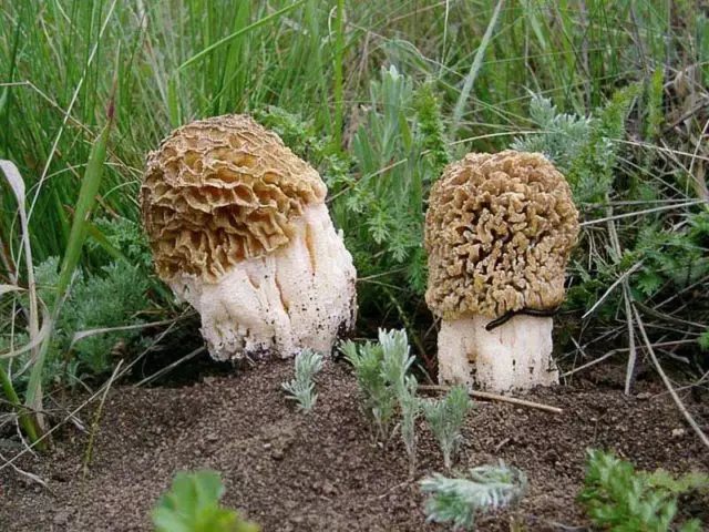 Cogumelos Morel: fotos, sua aparência, onde crescem, quando coletar, envenenamento 6956_5