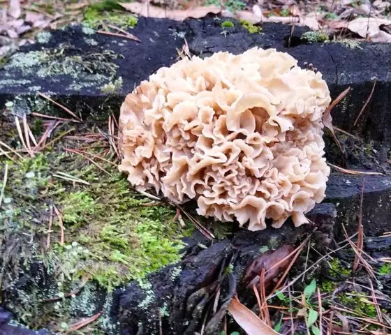 কোঁকড়া স্পারাসিস (মাশরুম বাঁধাকপি): এটি দেখতে কেমন, যেখানে এটি বেড়ে ওঠে, ব্যবহার করুন 6957_7