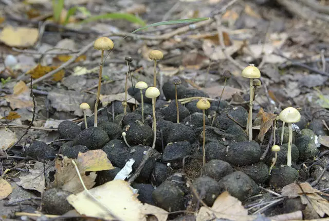 Hemispherical stropharia (semicircular troshling، Protostropharia semiglobata): ڪھڙا مشروم نظر اچن ٿا ، ڪٿي ۽ ڪيئن و growن ٿا ، اھي کاibleا آھن يا نه 6961_1