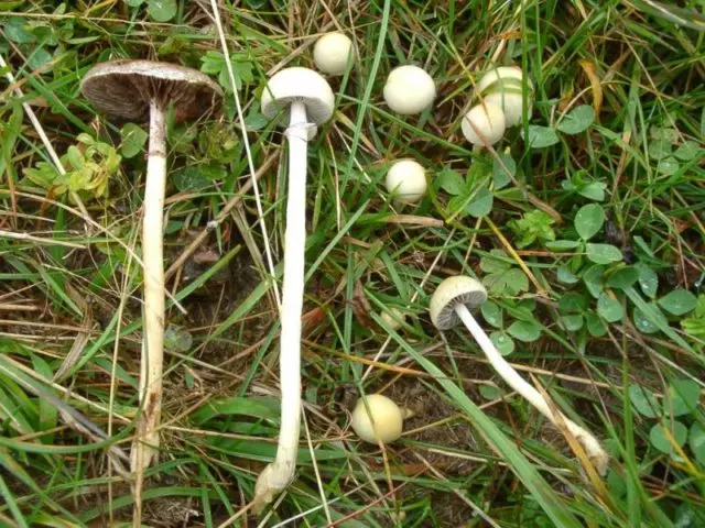 Hemispherical stropharia (semicircular troshling, Protostropharia semiglobata): how mushroom anotaridzika, kupi uye kuti anokura sei, anodyiwa here kana kwete 6961_3