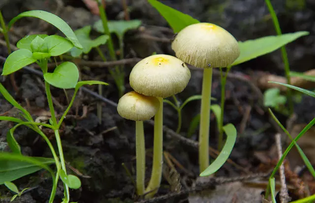 Полусферична строфария (полукръгла трошалка, Protostropharia semiglobata): как изглеждат гъбите, къде и как растат, ядливи ли са или не 6961_4