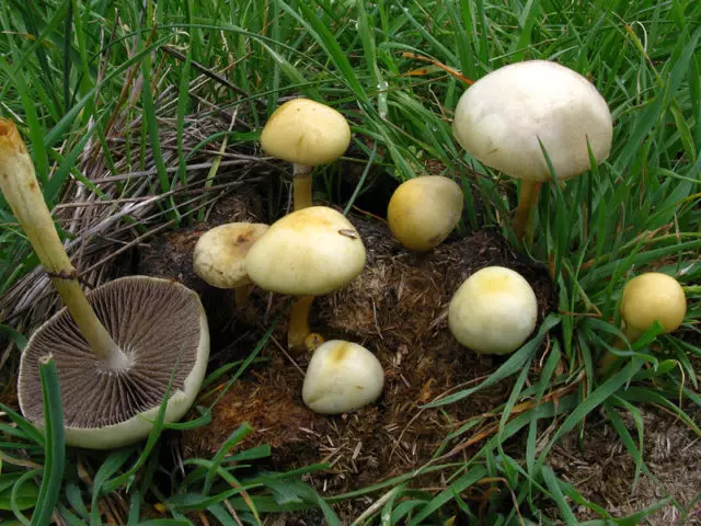 Hemispherical stropharia (semicircular troshling، Protostropharia semiglobata): ڪھڙا مشروم نظر اچن ٿا ، ڪٿي ۽ ڪيئن و growن ٿا ، اھي کاibleا آھن يا نه 6961_6