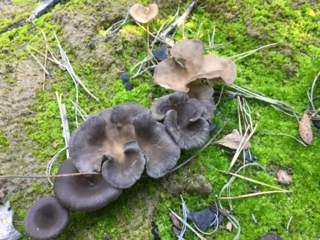 Gray chanterelle (sinuous fannel): chithunzi ndi kufotokozera bowa, momwe mungaphike, maphikidwe 6967_5