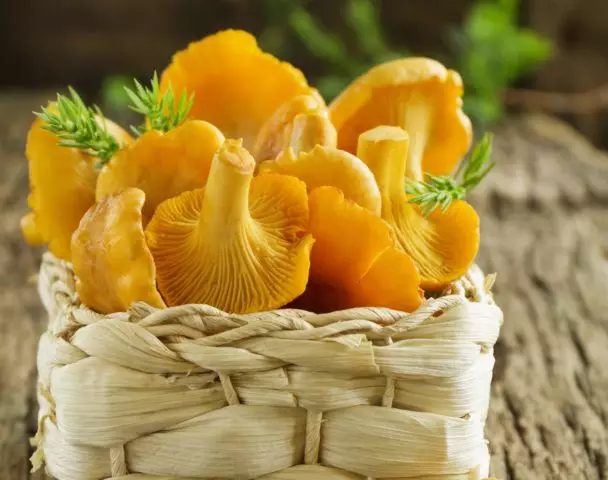 Chanterelle умумӣ (воқеӣ): тавсифи занбурӯғ бо акс, чӣ тавр пухтан 6969_1