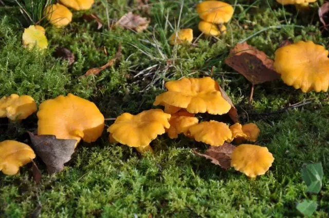 Ohiko chanterelle (erreala): perretxikoaren deskribapena argazki batekin, nola sukaldatu 6969_2