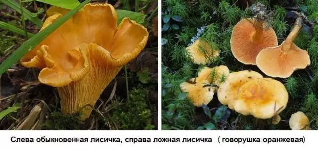 Chanterelle komuni (reali): deskrizzjoni tal-faqqiegħ b'ritratt, kif issajjar 6969_8