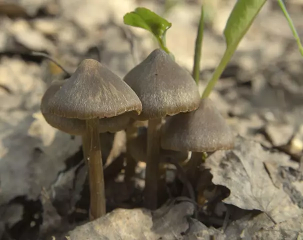 Eetbare strobilurus: foto en beskrywing, gebruik, voordele en nadele 6971_5