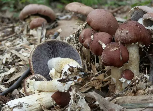 Stropharia rugose-δακτυλιοειδές (ringlet, Stropharia rugoso-annulata): πώς μοιάζουν τα μανιτάρια, πού και πώς μεγαλώνουν, είναι βρώσιμα ή όχι 6972_1