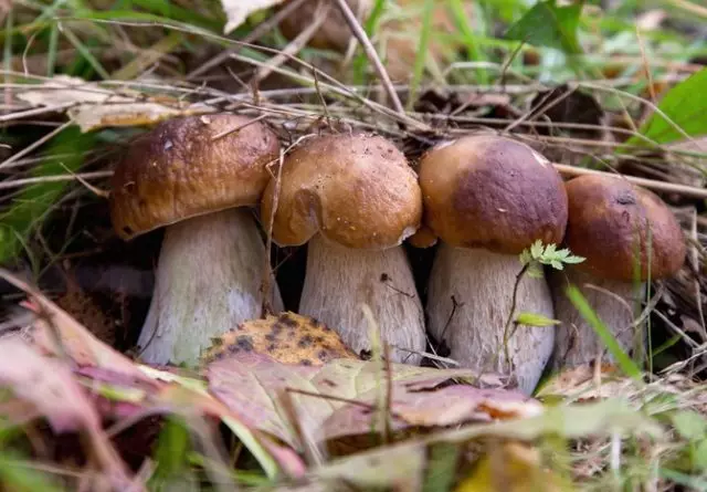 Stropharia rugose-annular (Ringlet, Stropharia rugoso-annulata): wéi gesi Champignonen aus, wou a wéi se wuessen, si se iessbar oder net 6972_10