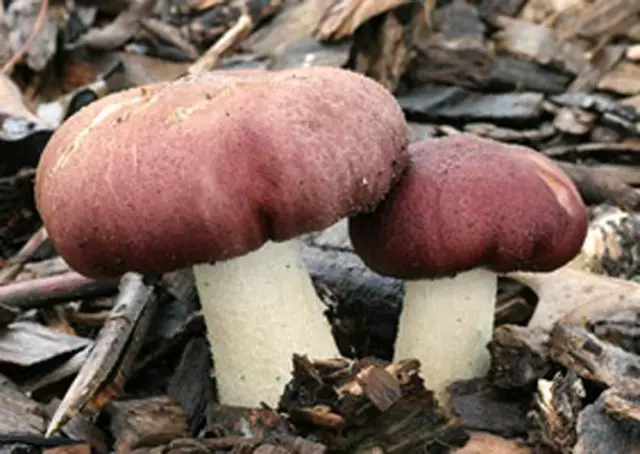 Stropharia rugose-ringformet (ringlet, Stropharia rugoso-annulata): hvordan svampe ser ud, hvor og hvordan de vokser, er de spiselige eller ej 6972_2