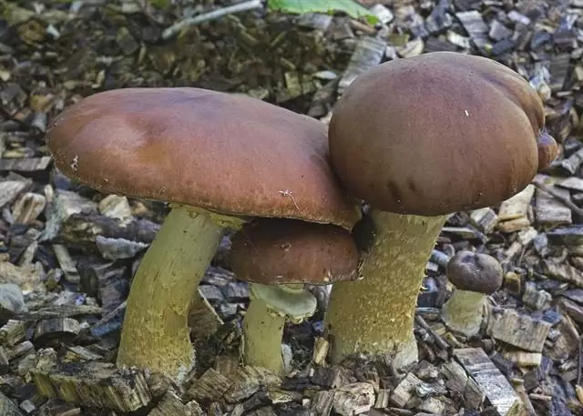 Stropharia rugose-anular (ringlet, Stropharia rugoso-annulata): che aspetto hanno i funghi, dove e come crescono, sono commestibili o no 6972_3